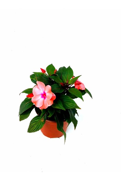 Cam Güzeli (Yeni Gine)