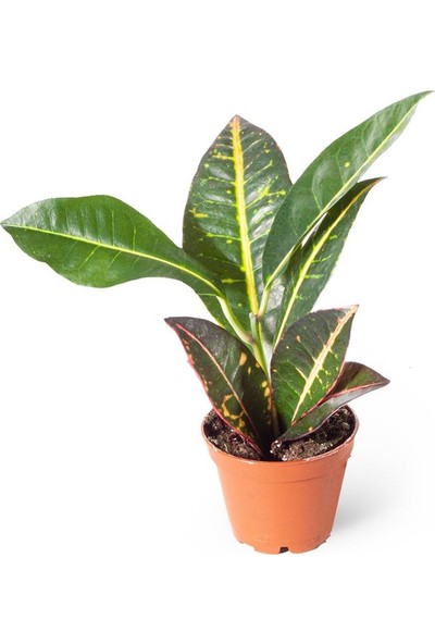 Sff Moda Codiaeum Petra| Kraton Bitkisi 6cm Ø