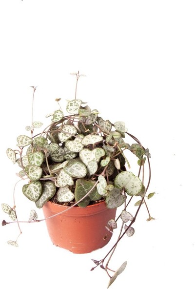Sff Moda Ceropegia Woodii | Kalp Kalbe Karşı (Ithal) 9cm Ø Sff Moda Ceropegia Woodii | Kalp Kalbe Karşı (Ithal) 9cm Ø