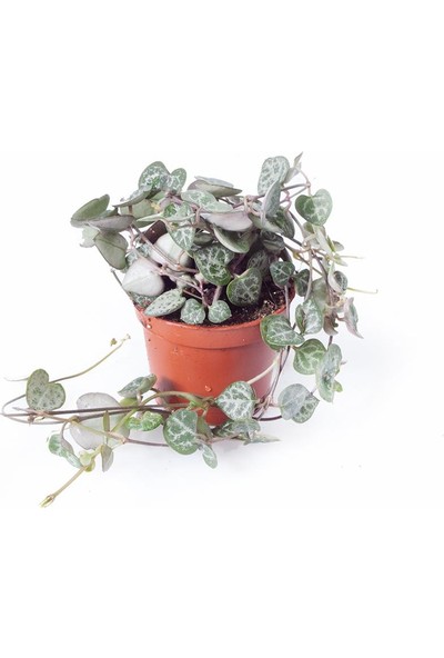 Sff Moda Ceropegia Woodii | Kalp Kalbe Karşı (Ithal) 6cm Ø Sff Moda Ceropegia Woodii | Kalp Kalbe Karşı (Ithal) 6cm Ø
