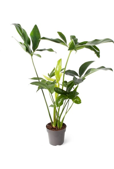 Sff Moda Ithal Yeşil Bitki - Philodendron Funbun 14CM Ø Sff Moda Ithal Yeşil Bitki - Philodendron Funbun 14CM Ø