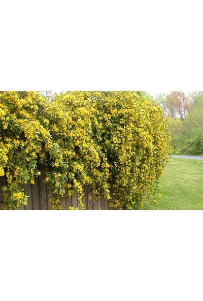 Lala Ahmet Botanik Sarı Çiçekli Yasemin Fidanı 40-60 Cm. Boyunda Lala Ahmet Botanik Sarı Çiçekli Yasemin Fidanı 40-60 Cm. Boyunda