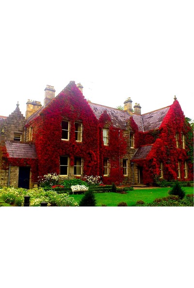 Lala Ahmet Botanik 4'lü Tüplü Amerikan Sarmaşığı Fidanı 40-60 Cm. Lala Ahmet Botanik 4'lü Tüplü Amerikan Sarmaşığı Fidanı 40-60 Cm.