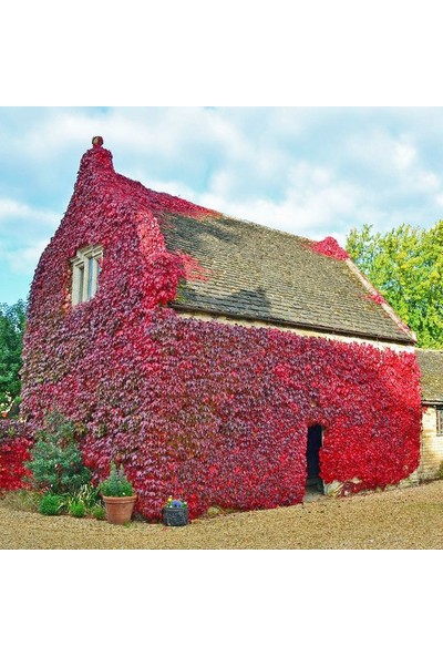 Lala Ahmet Botanik 2'li Amerikan Sarmaşığı Fidanı Tüplü, 40-60 Cm. Boyunda Lala Ahmet Botanik 2'li Amerikan Sarmaşığı Fidanı Tüplü, 40-60 Cm. Boyunda