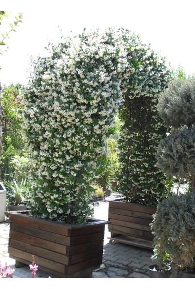 Lala Ahmet Botanik 3'lü Yoğun Kokulu Arap Yasemini, Kargo Dahil, 30-40 Cm. Tüplü,