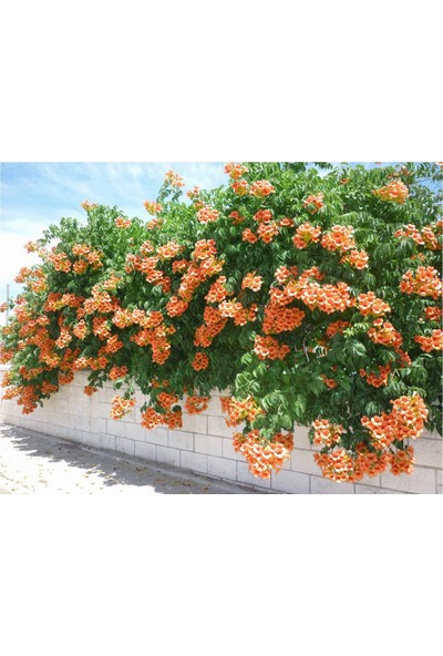 Lala Ahmet Botanik 4'lü Acem Burusu Sarmaşığı Campsis Radicans 40-60 Cm. Torbada Lala Ahmet Botanik 4'lü Acem Burusu Sarmaşığı Campsis Radicans 40-60 Cm. Torbada
