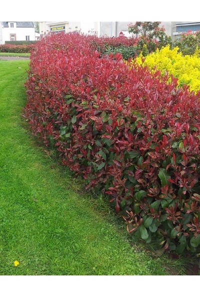 Lala Ahmet Botanik 30'lu Bodur Alev Ağacı Fidanı Photinia Fraseri Little Red Ro...