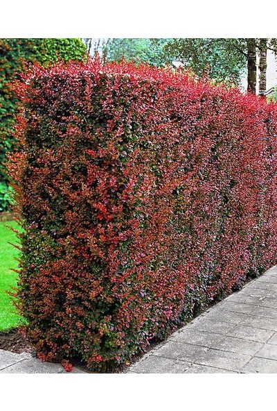 Lala Ahmet Botanik 10'lu Bodur Berberis (Hanım Tuzluğu) 30-40 Cm. Boyundadır