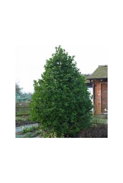 Lala Ahmet Botanik Defne Fidanı, 50-60 Cm. Tüplü, Her Mevsim Dikilebilir Lala Ahmet Botanik Defne Fidanı, 50-60 Cm. Tüplü, Her Mevsim Dikilebilir