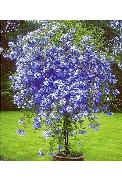Lala Ahmet Botanik Mavi Yasemin, Plumbago Auriculata, 20-40 Cm. Tüplü.