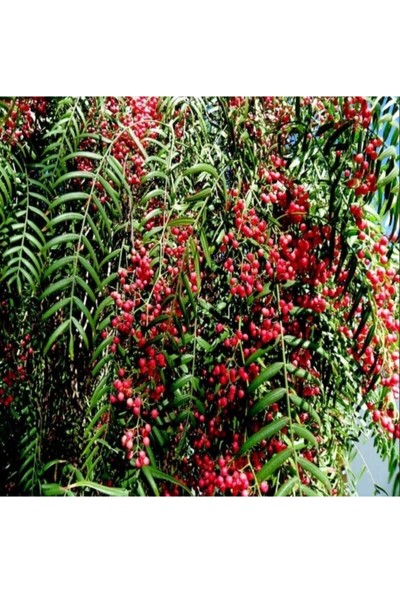Lala Ahmet Botanik Yalancı Karabiber Ağacı Fidanı Saksılı 40-60CM