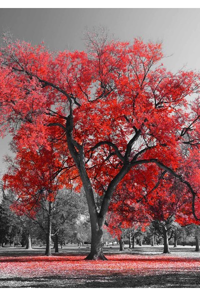 Puzzle Store Kırmızı Yapraklı Ağaç