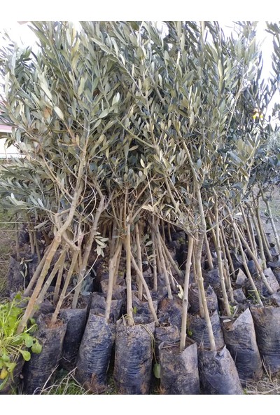 Özgüven Tarım 4'lü Tüplü Gemlik Trilye Zeytin Fidanı