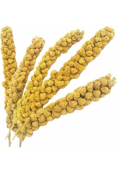 ESSTR Doğal Sarı Dal Darı 5'li Dal Darı Tutacağı Ile Birlikte