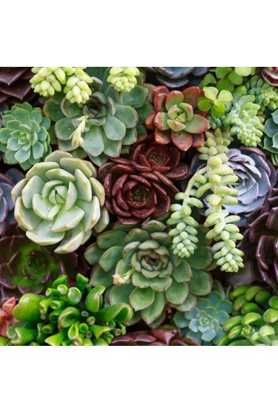 Çicekciyizbiz Sukulent Seti 10'lu Çicekciyizbiz Sukulent Seti 10'lu