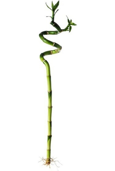 Salsepete 1 Adet Şans Bambusu 40-50 cm Salsepete 1 Adet Şans Bambusu 40-50 cm