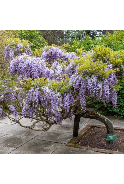 Idea Bahçe Tüplü Yoğun Kokulu Wisteria Sinensis Çin Mor Salkım Fidanı