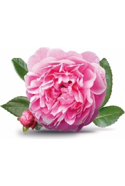 Özgüven Tarım Saksılı Isparta Gül Fidesi