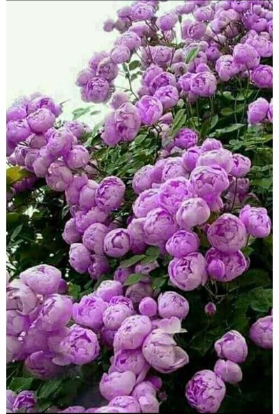 4 Adet Tüplü Gül Fidanı (Lila) Yediveren Sarmaşık Kokulu