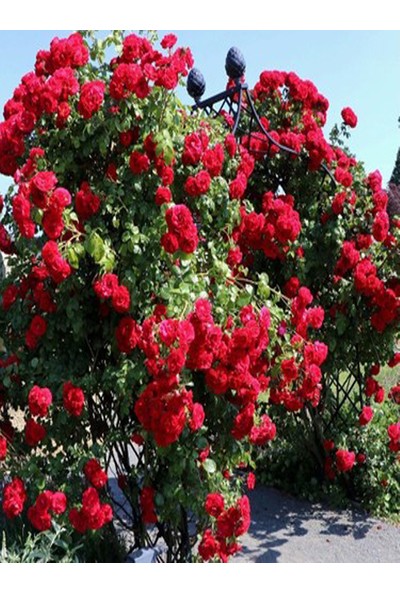 2 Adet Tüplü Gül Fidanı (Kırmızı) Yediveren Sarmaşık Kokulu 2 Adet Tüplü Gül Fidanı (Kırmızı) Yediveren Sarmaşık Kokulu