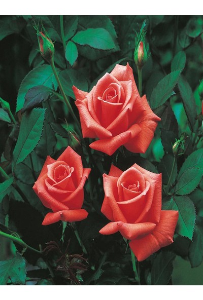 3 Adet Tüplü Gül Fidanı (Nar Çiçeği) Yediveren Kokulu