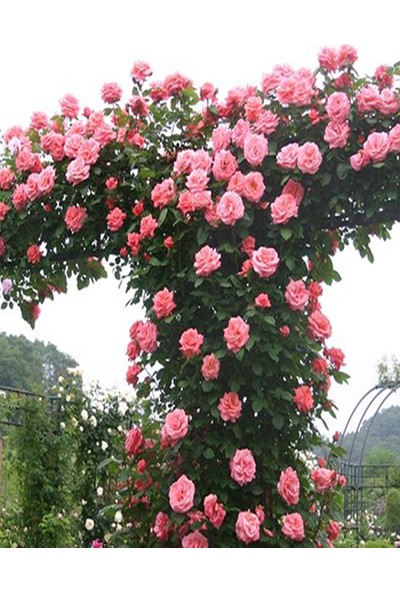 4 Adet Tüplü Gül Fidanı (Pembe) Yediveren Sarmaşık Kokulu 4 Adet Tüplü Gül Fidanı (Pembe) Yediveren Sarmaşık Kokulu