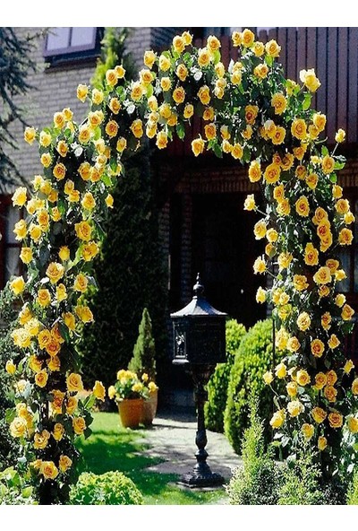 1 Adet Tüplü Gül Fidanı (Sarı) Yediveren Sarmaşık Kokulu