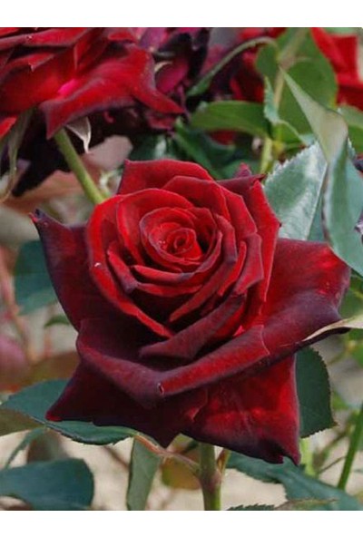 1 Adet Tüplü Gül Fidanı (Bordo) Yediveren Kokulu