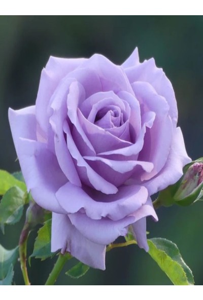 Mert Tarım 3 Adet Tüplü Gül Fidanı (Lila) Yediveren Kokulu