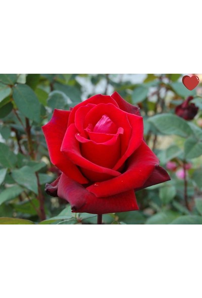 Mert Tarım 1 Adet Tüplü Gül Fidanı (Kırmızı) Yediveren Kokulu