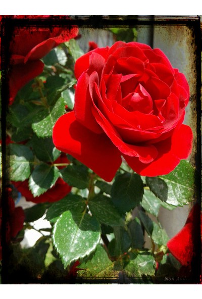 Mert Tarım 1 Adet Tüplü Gül Fidanı (Bayrak Kırmızı) Yediveren Kokulu