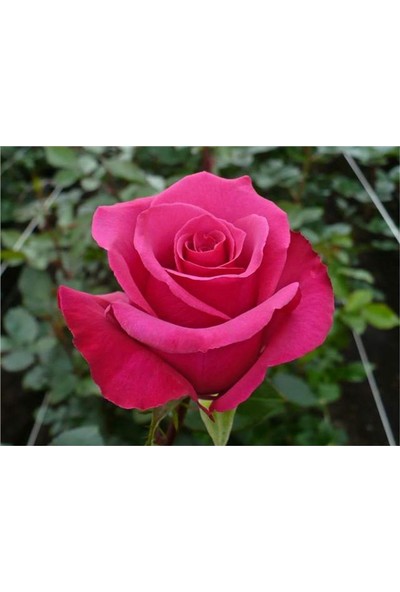 Mert Tarım 3 Adet Tüplü Gül Fidanı (Pembe) Yediveren Kokulu Mert Tarım 3 Adet Tüplü Gül Fidanı (Pembe) Yediveren Kokulu