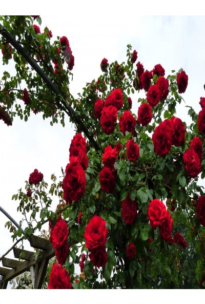 Mert Tarım 1 Adet Tüplü Gül Fidanı (Bordo) Yediveren Sarmaşık Kokulu Mert Tarım 1 Adet Tüplü Gül Fidanı (Bordo) Yediveren Sarmaşık Kokulu