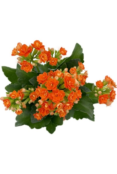 Kalanchoe (Kalanşo) Turuncu
