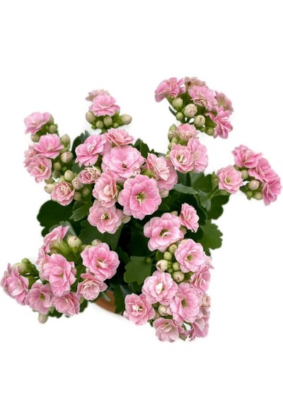 Kalanchoe (Kalanşo) Pembe