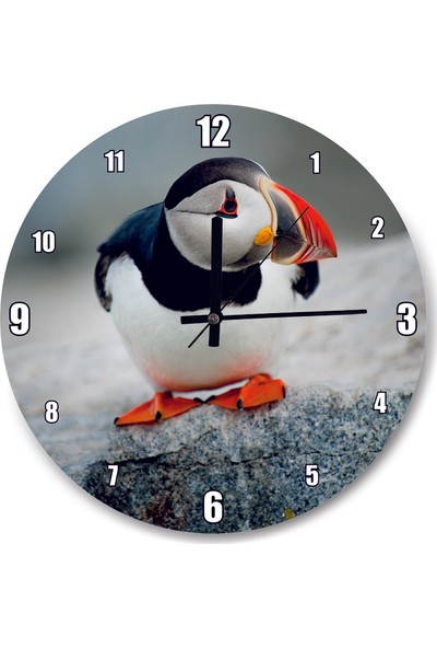 Cakatablo Bayağı Deniz Papağanı Yavrusu Duvar Saati