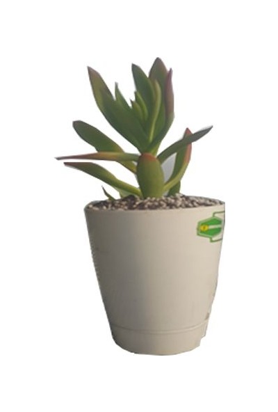 Torubahce Gerçek Para Ağacı Çiçeği 20CM Dolgun Orijinal Crassula Ovata Torubahce Gerçek Para Ağacı Çiçeği 20CM Dolgun Orijinal Crassula Ovata