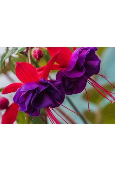 Rüzgar Botanik Küpe Çiçeği Katmerli Mavı