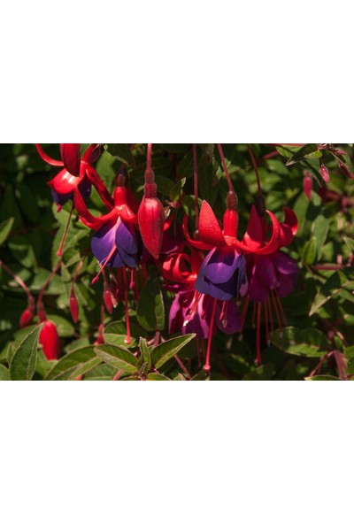 Rüzgar Botanik Kupe Çiçeği Kırmızı Mor Yalınkat