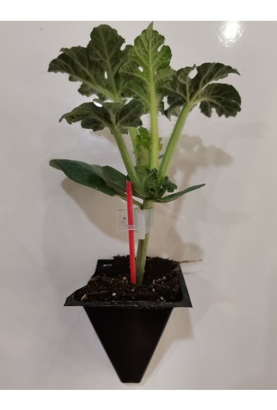 Gülderen Tarım Aşılı Starbust Karpuz Fidesi 4'lü