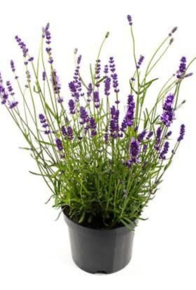 Peyzaj Store Lavandula Officinalis - Lavanta Peyzaj Store Lavandula Officinalis - Lavanta