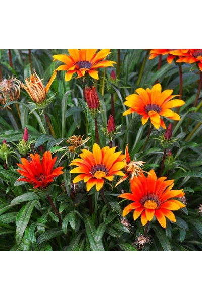 Tunç Botanik Gazanya Çiçeği Saksılı 10'lu