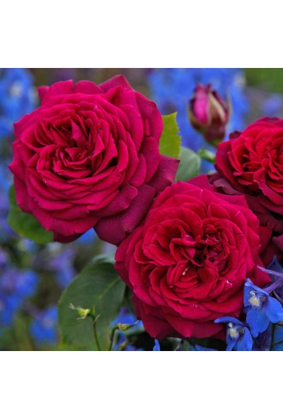 Renk Sepeti Aşılı Klasik Mor Özel Kokulu Xxl Gül Fidanı Grafin Diana Renk Sepeti Aşılı Klasik Mor Özel Kokulu Xxl Gül Fidanı Grafin Diana