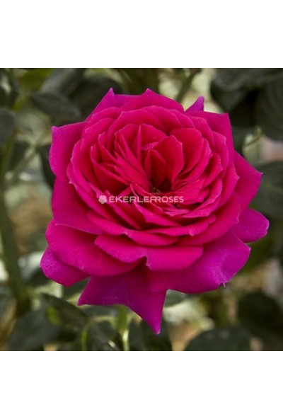 Renk Sepeti Aşılı Nostalji Koyu Pembe Özel Kokulu Xxl Gül Fidanı Selin Renk Sepeti Aşılı Nostalji Koyu Pembe Özel Kokulu Xxl Gül Fidanı Selin