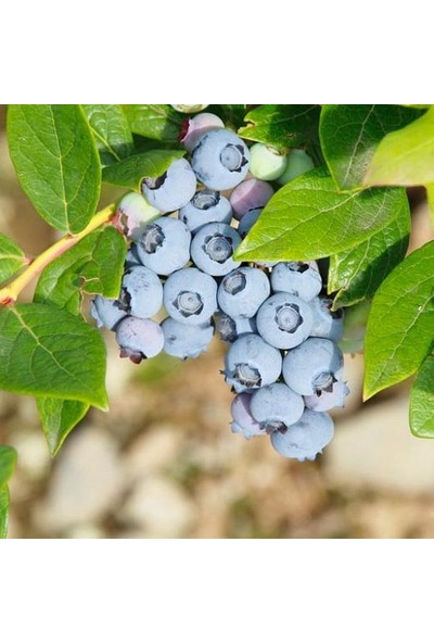 Fidan Sipariş 1 Yaşlı Toro Yaban Mersini Fidanı Fidan Sipariş 1 Yaşlı Toro Yaban Mersini Fidanı