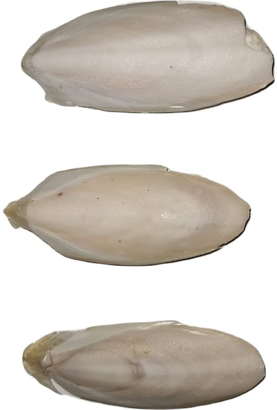 ESSTR Mürekkep Balığı Kemiği (Kalamar) 10 cm - 3 Adet ESSTR Mürekkep Balığı Kemiği (Kalamar) 10 cm - 3 Adet