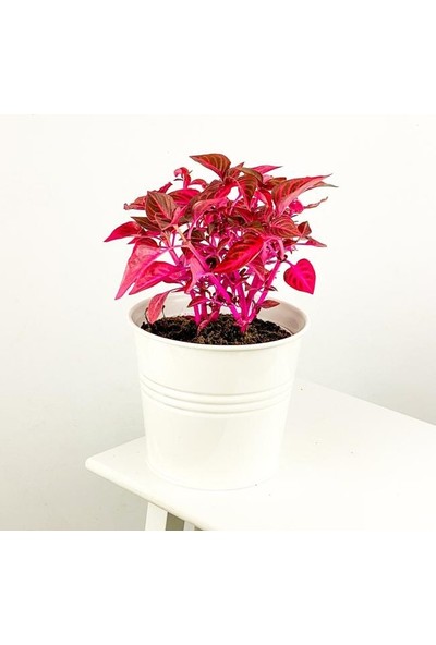 Fidan Burada Iresine Herbstii – Çingene Şalvarı