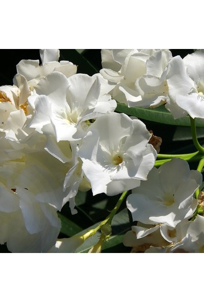 Fidan Sahası Tüplü Beyaz Zakkum Fidanı Yaş 2 Boy 90-110 cm Fidan Sahası Tüplü Beyaz Zakkum Fidanı Yaş 2 Boy 90-110 cm