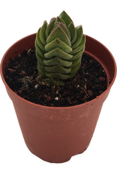 Levant Crassula Buddha Teample Özel Tür 5,5 cm Saksıda Levant Crassula Buddha Teample Özel Tür 5,5 cm Saksıda