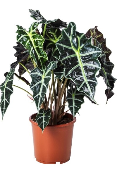 Palmiye Alocasia Polly Fil Kulağı Plastik Saksıda 17 cm